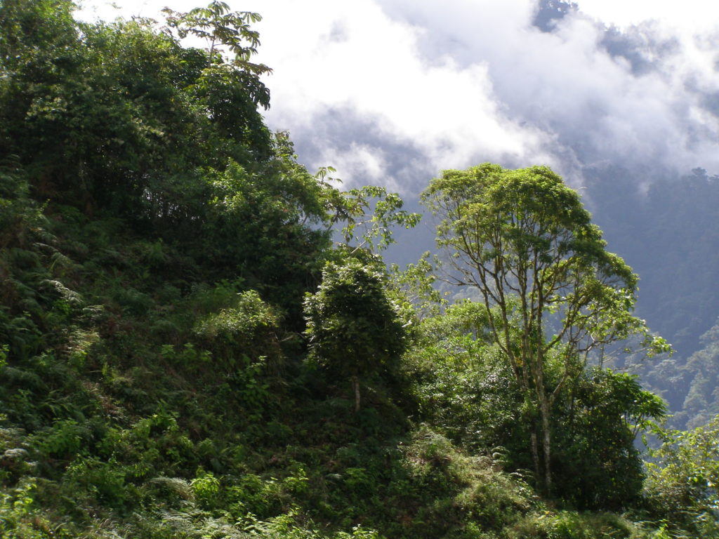 About - Cloudbridge Nature Reserve in Costa Rica Reserva Natural en ...