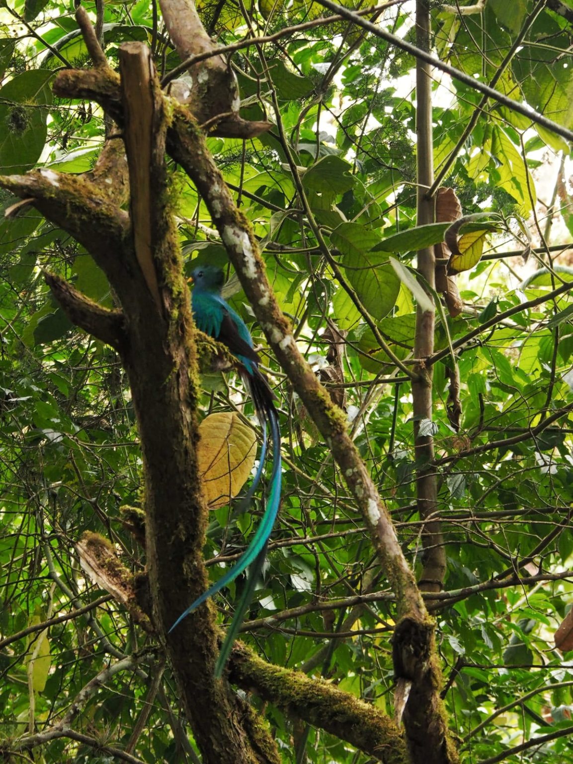 April 2020 - Cloudbridge Nature Reserve in Costa Rica Reserva Natural ...
