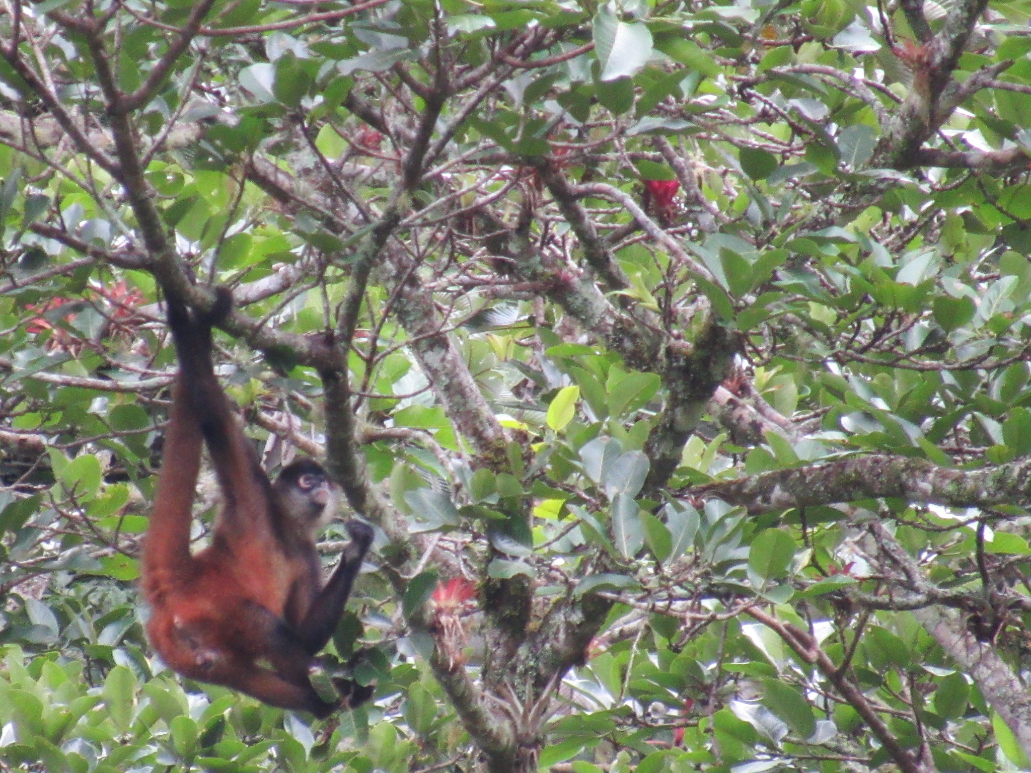 Gallery - Cloudbridge Nature Reserve in Costa Rica Reserva Natural en ...