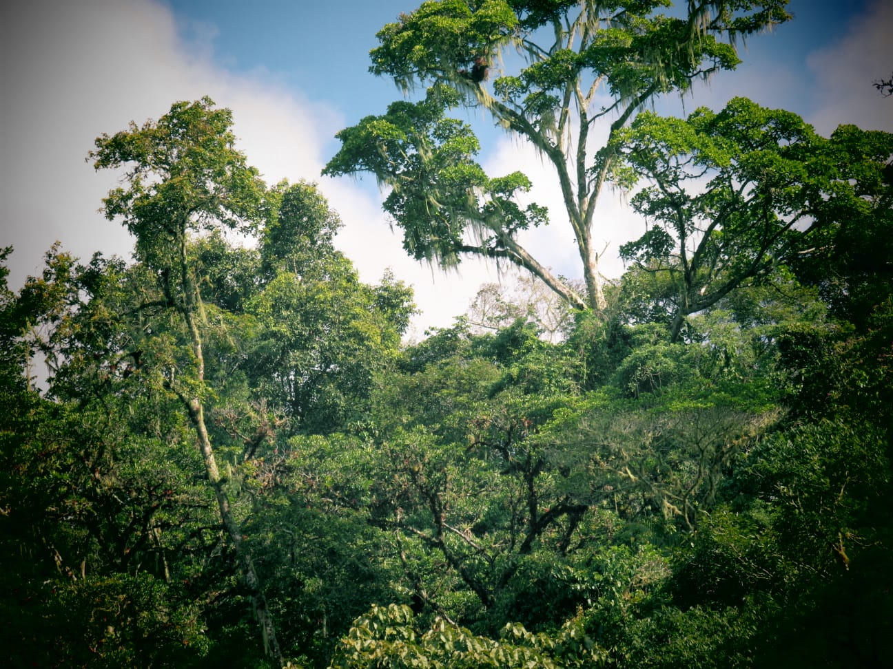 September 2022 - Cloudbridge Nature Reserve in Costa Rica Reserva ...