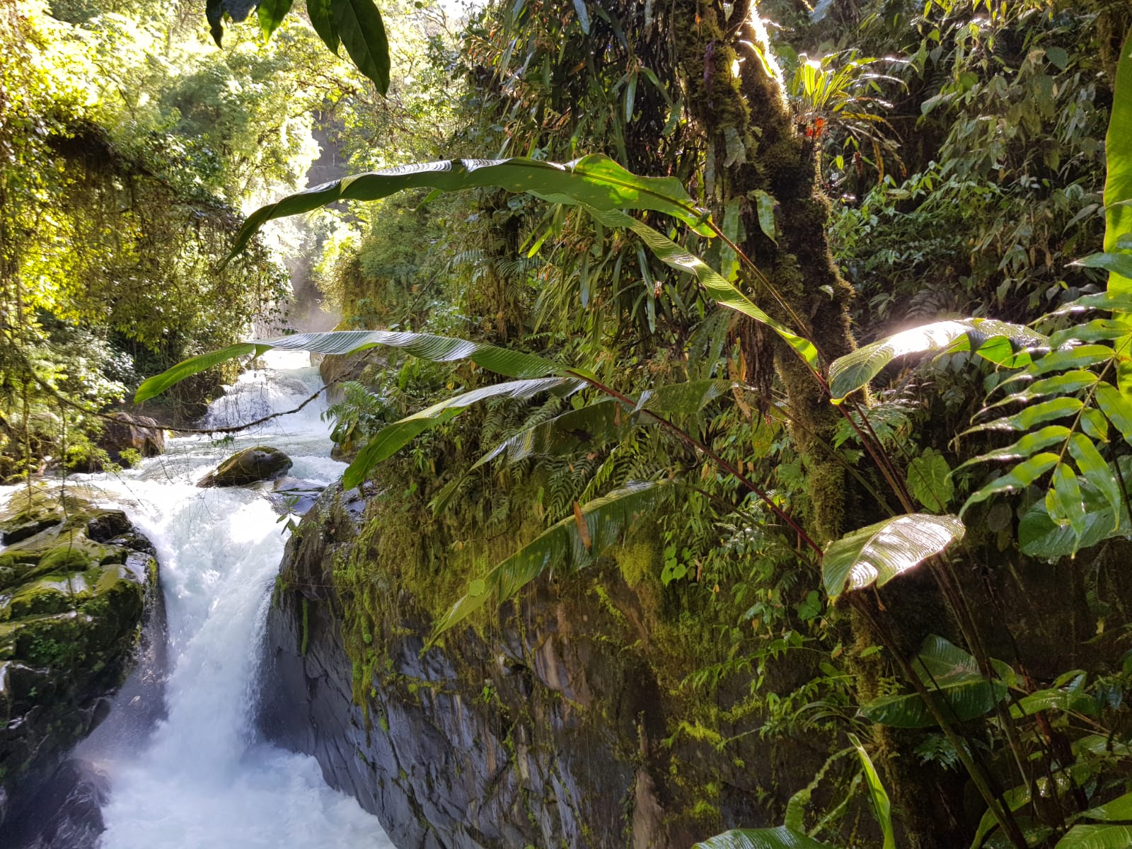 September 2022 - Cloudbridge Nature Reserve in Costa Rica Reserva ...
