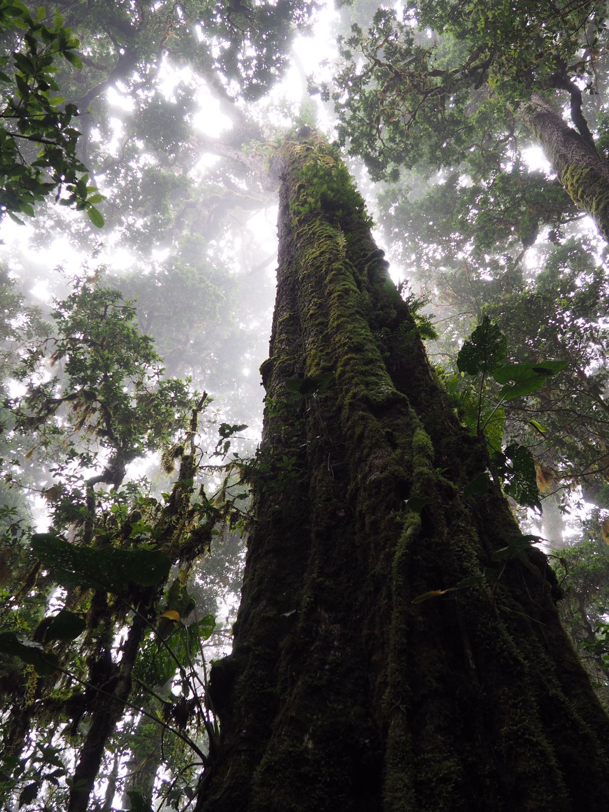 October 2022 - Cloudbridge Nature Reserve in Costa Rica Reserva Natural ...