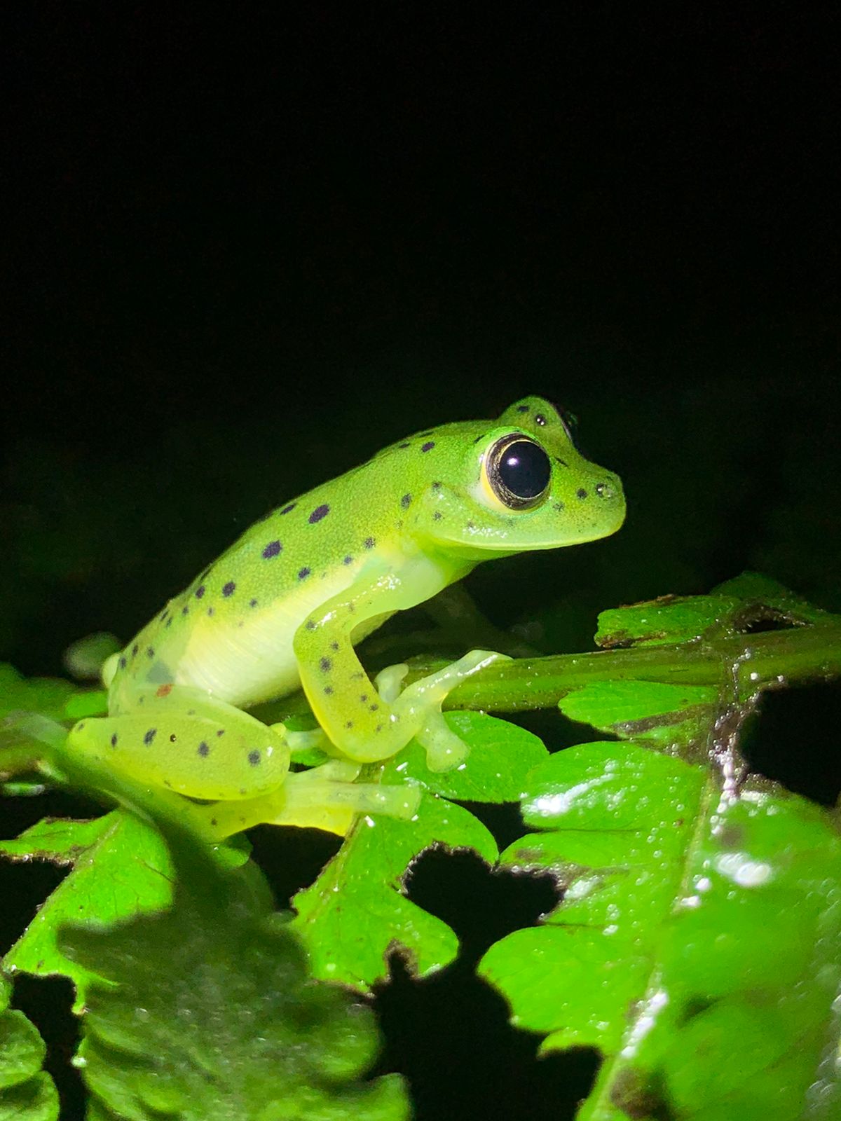 November 2022 - Cloudbridge Nature Reserve in Costa Rica Reserva ...