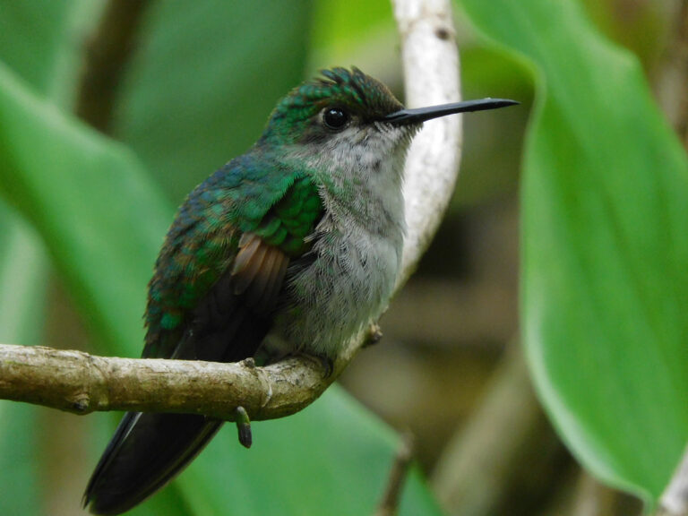 Hummingbird behavior in the Cloud Forest - Cloudbridge Nature Reserve ...