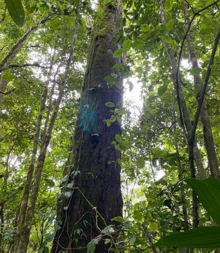 Researching the Regeneration of the Forest from pastureland in a ...