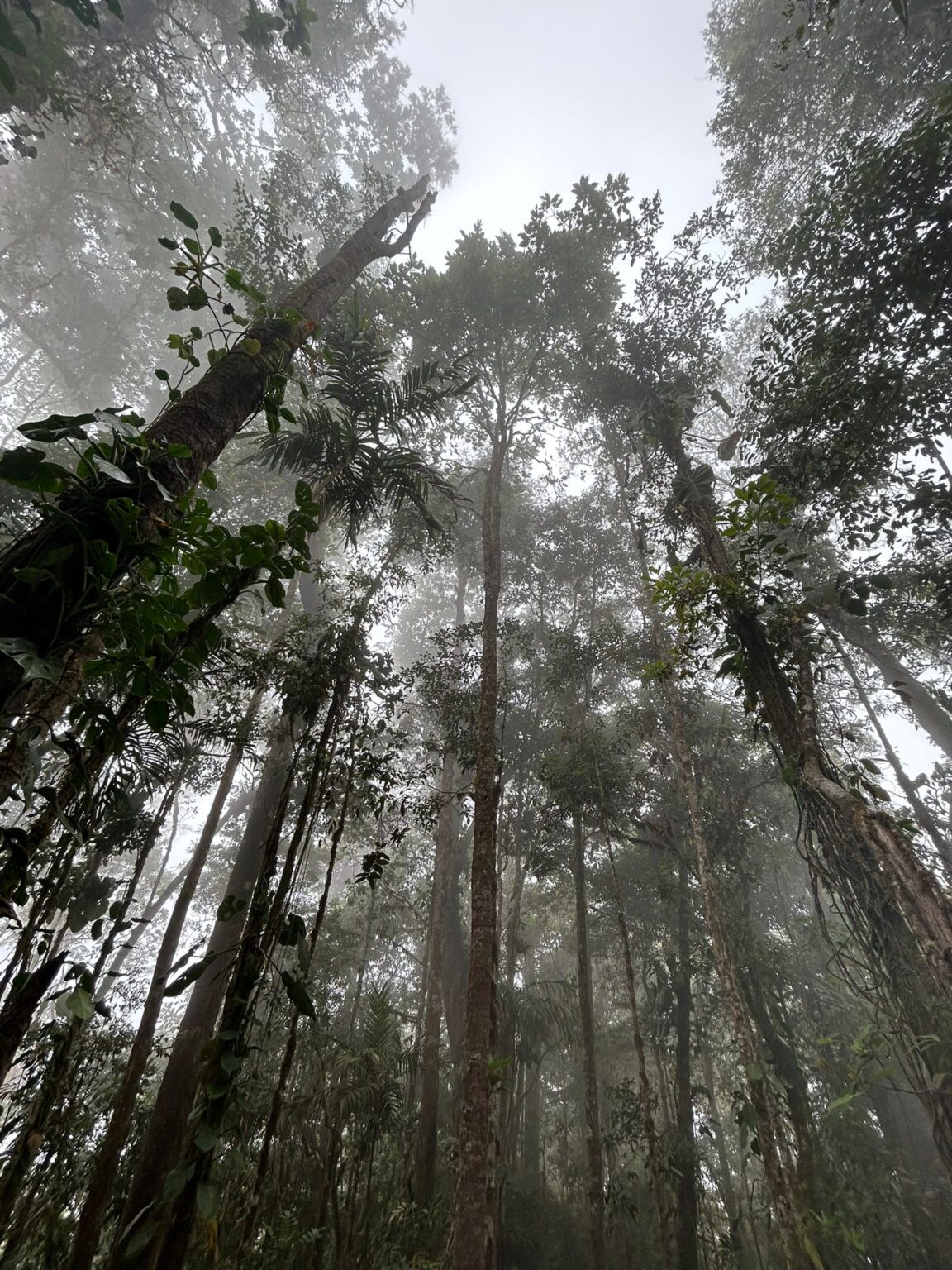 Fascinating Fungi and other fun activities - Cloudbridge Nature Reserve ...