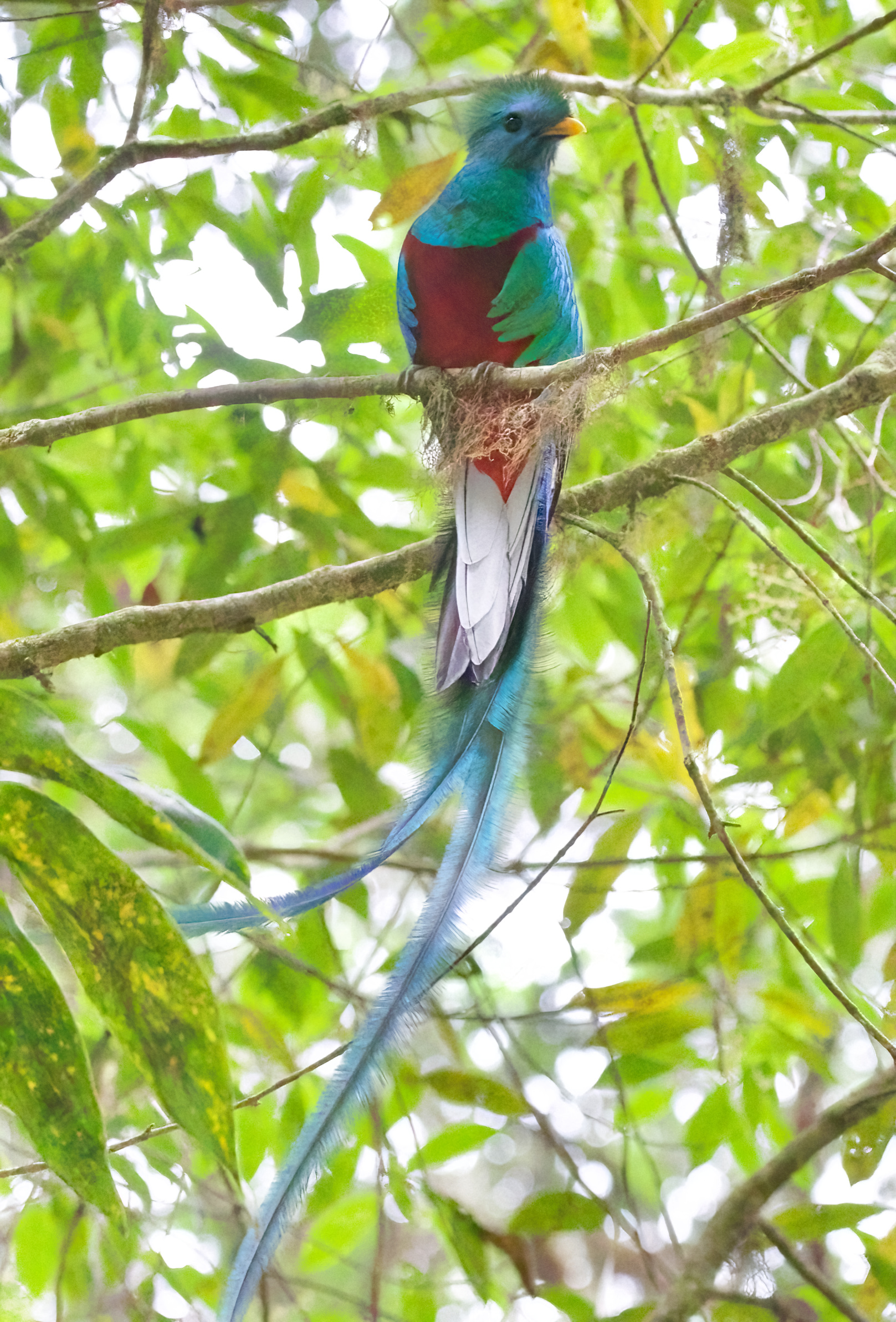 We love trees! - Cloudbridge Nature Reserve in Costa Rica Reserva ...