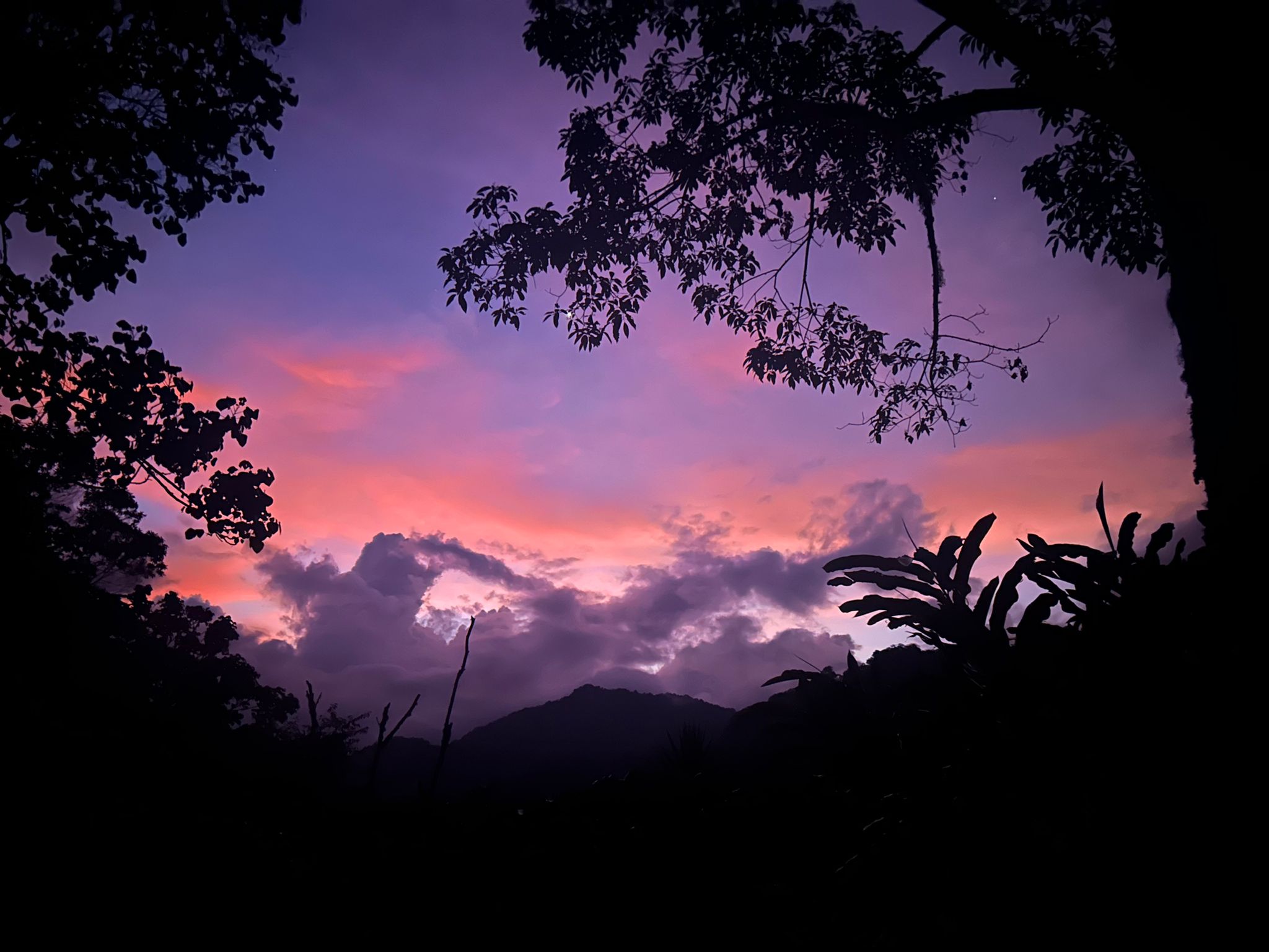 We love trees! - Cloudbridge Nature Reserve in Costa Rica Reserva ...