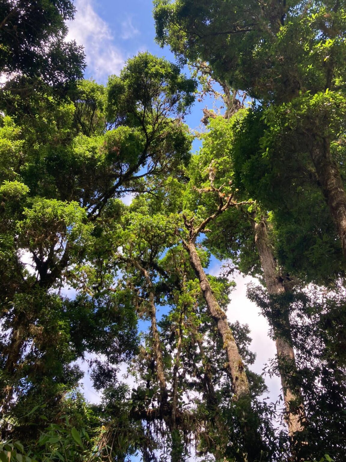 Thankful for the rain – now let´s plant some trees! - Cloudbridge ...