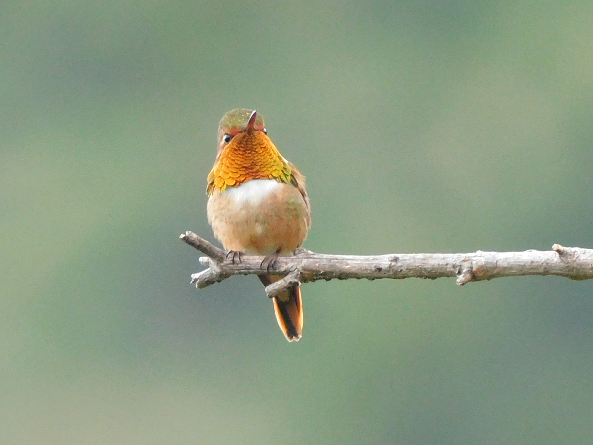 Comparing Different Methodologies for Effective Bird Surveys ...