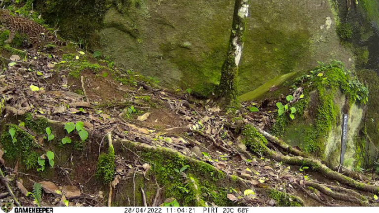 Oncilla Conservation and the Costa Rica Wildlife Foundation: How to ...