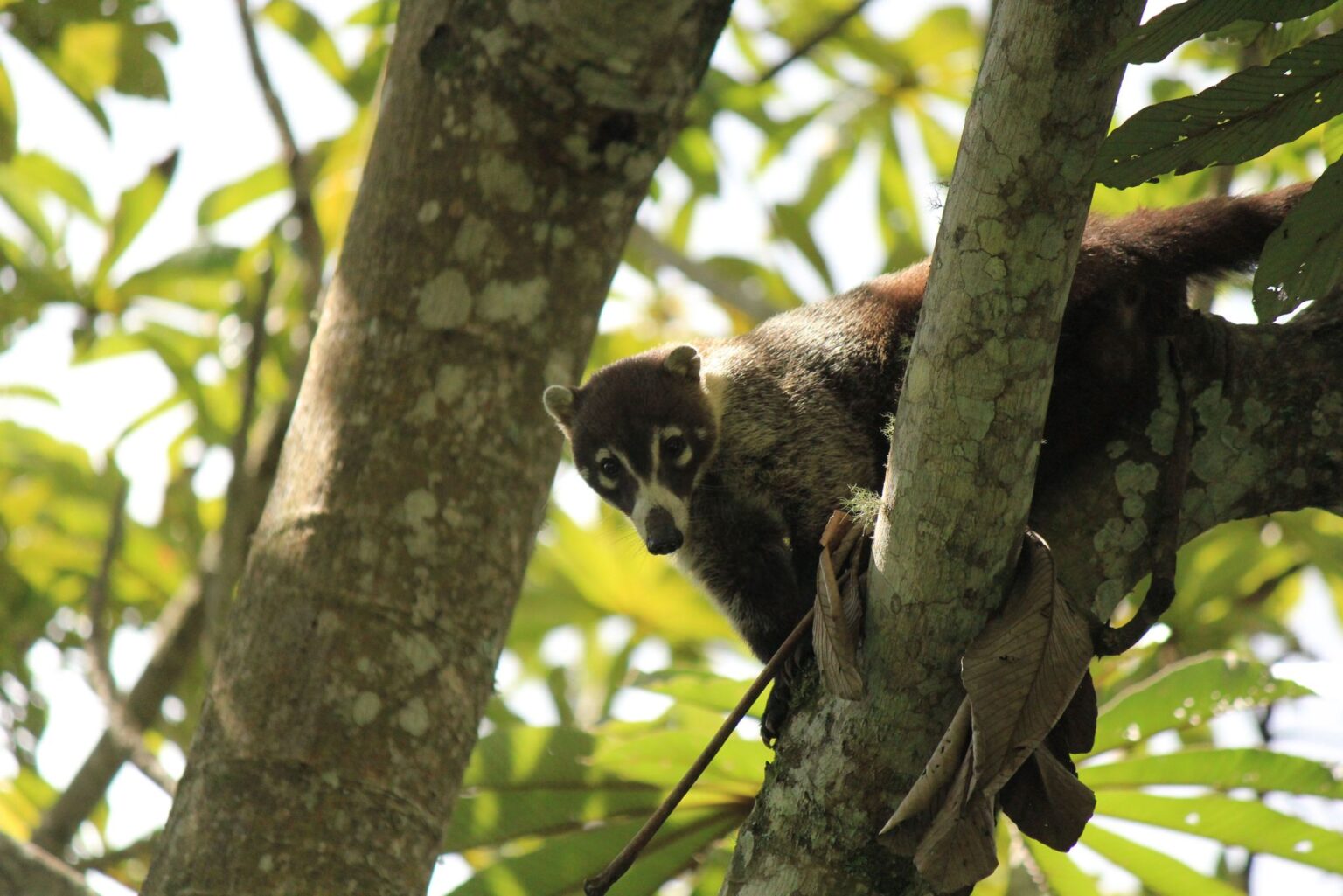 Cloud Forest Festival! - Cloudbridge Nature Reserve in Costa Rica ...