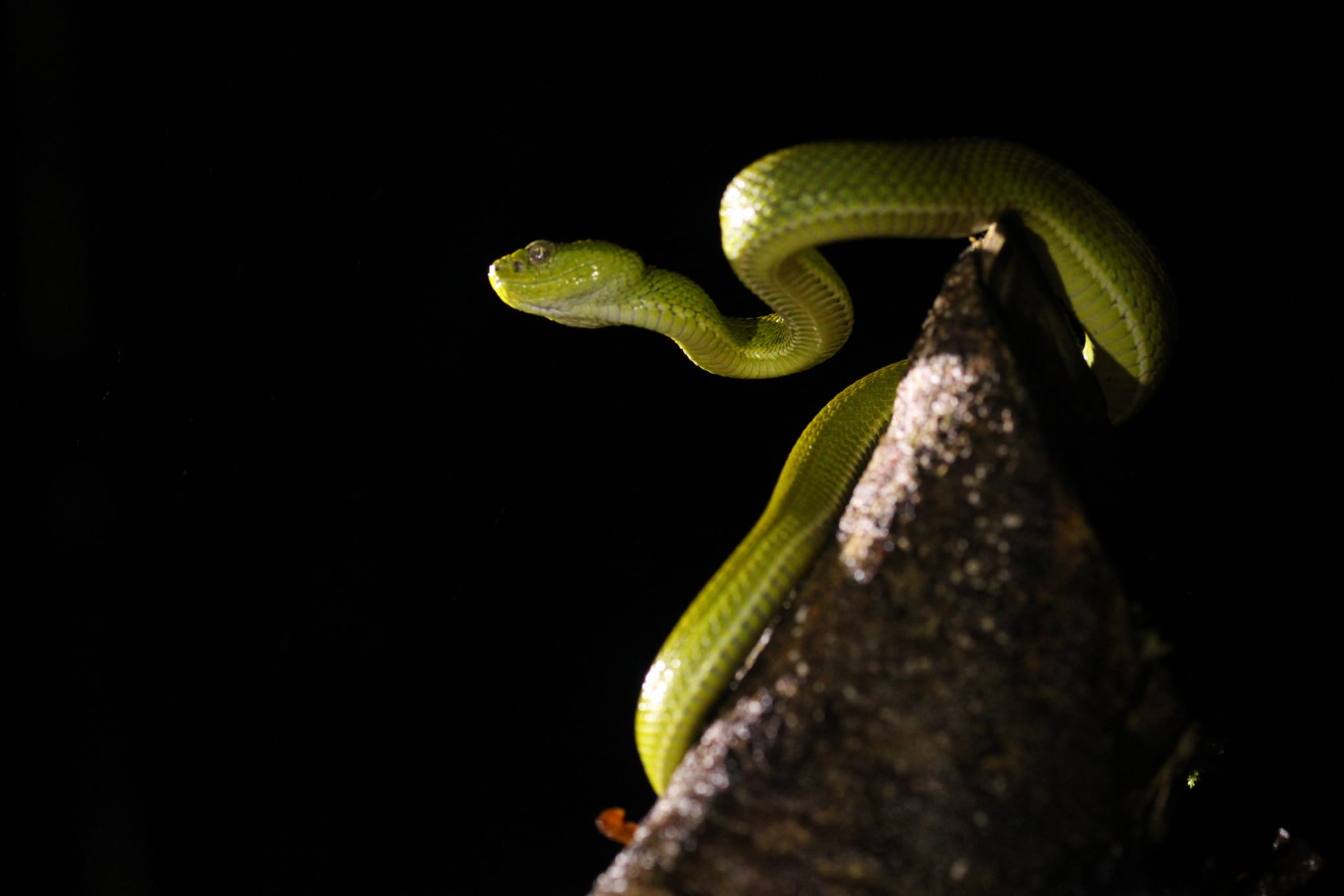 Cloud Forest Festival! - Cloudbridge Nature Reserve in Costa Rica ...
