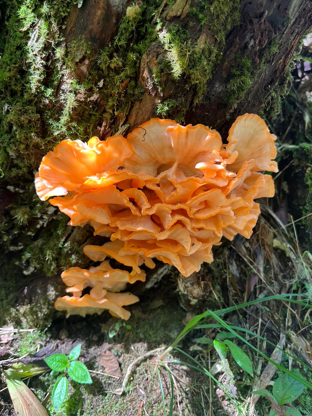Cloud Forest Festival! - Cloudbridge Nature Reserve in Costa Rica ...