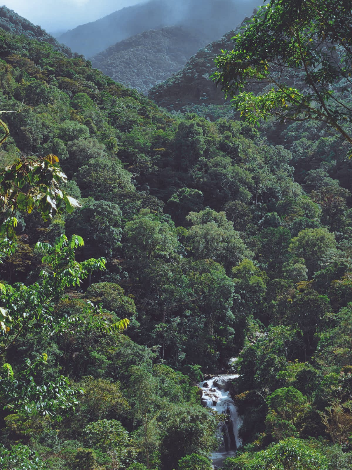 Reforestation Effectiveness and Success in a Cloud Forest - Cloudbridge ...