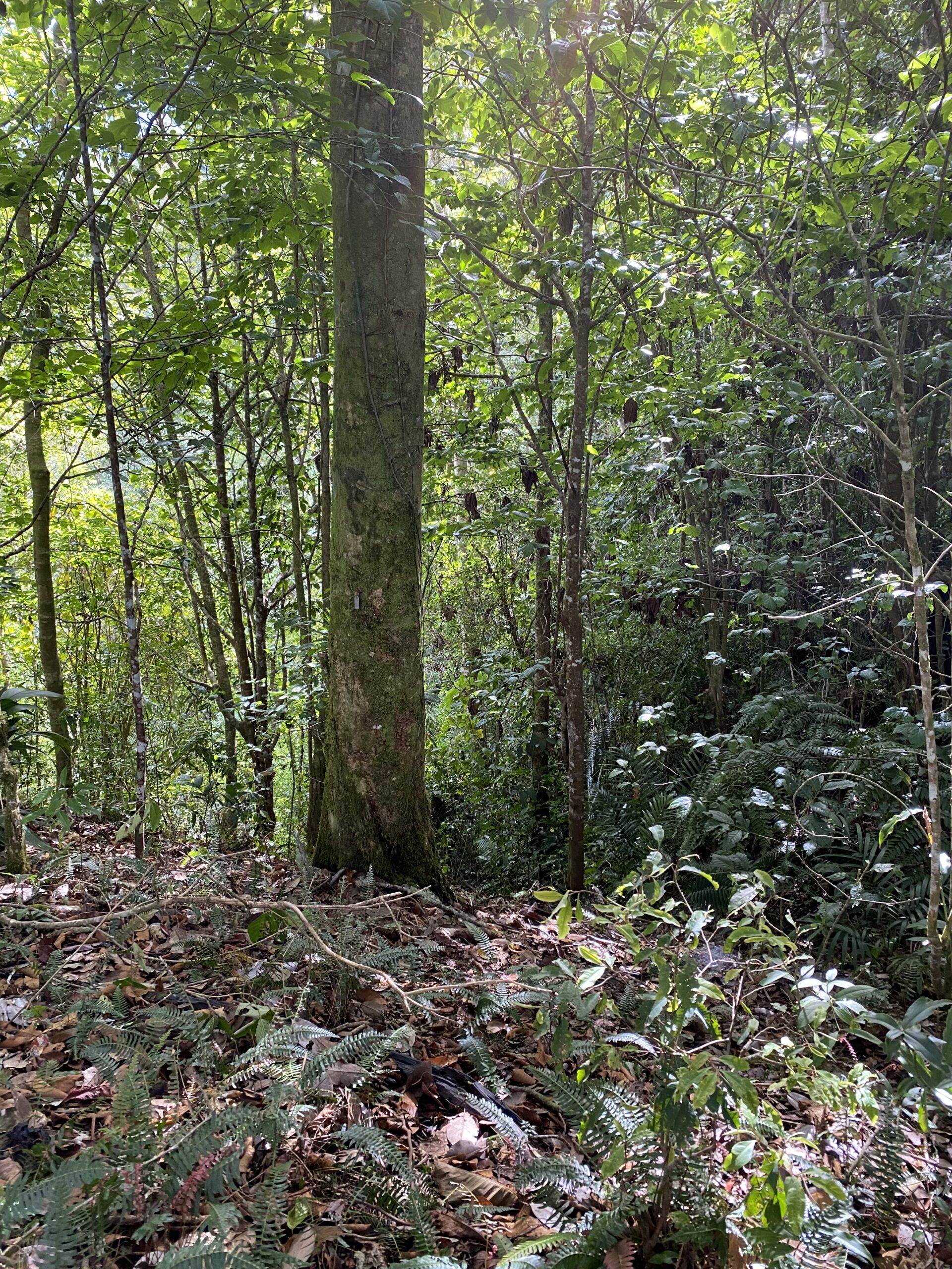 Comparing Vascular Plant Structures in the Cloud Forest - Cloudbridge ...