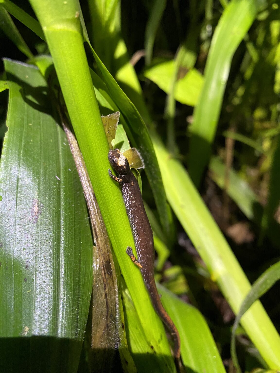 Response of an Introduced Frog Breeding Pond in a Cloud Forest ...