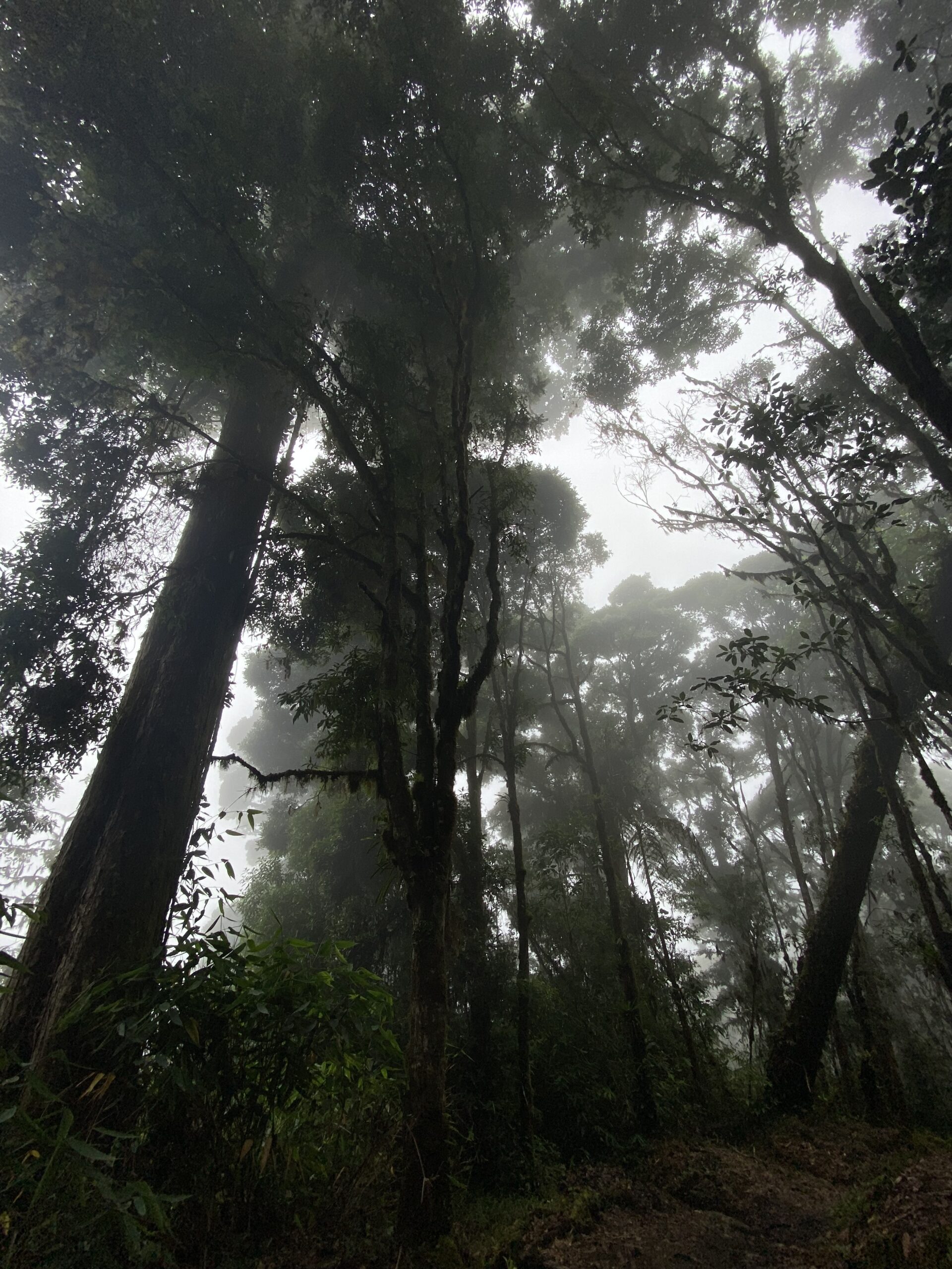 Arboreal Camera Trapping to Measure Canopy Biodiversity - Cloudbridge ...