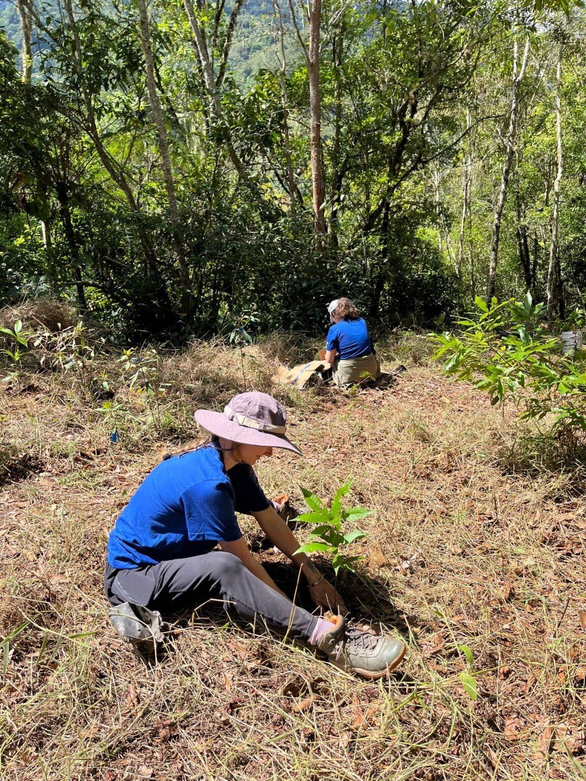 Reforestation Effectiveness and Success in a Cloud Forest - Cloudbridge ...