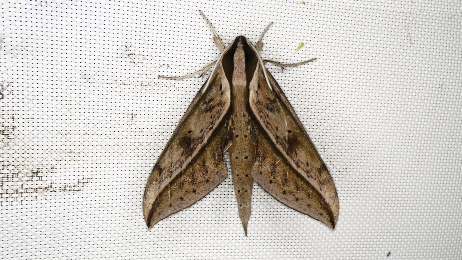 Moth Diversity in Different Cloud Forest Succession Stages (Sphingidae ...